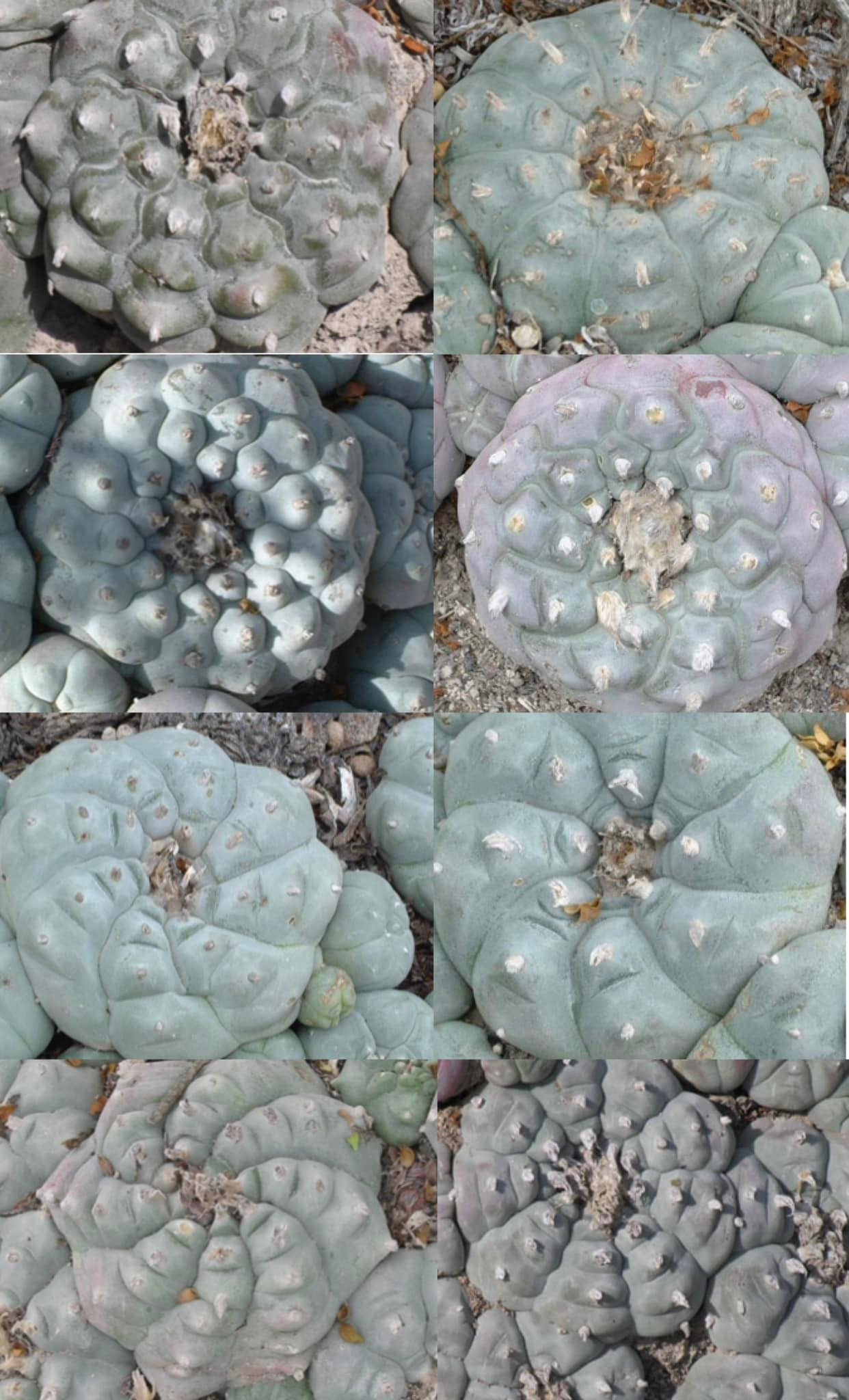 Are Spiral Ribs Unique to Lophophora williamsii from Huizache ...