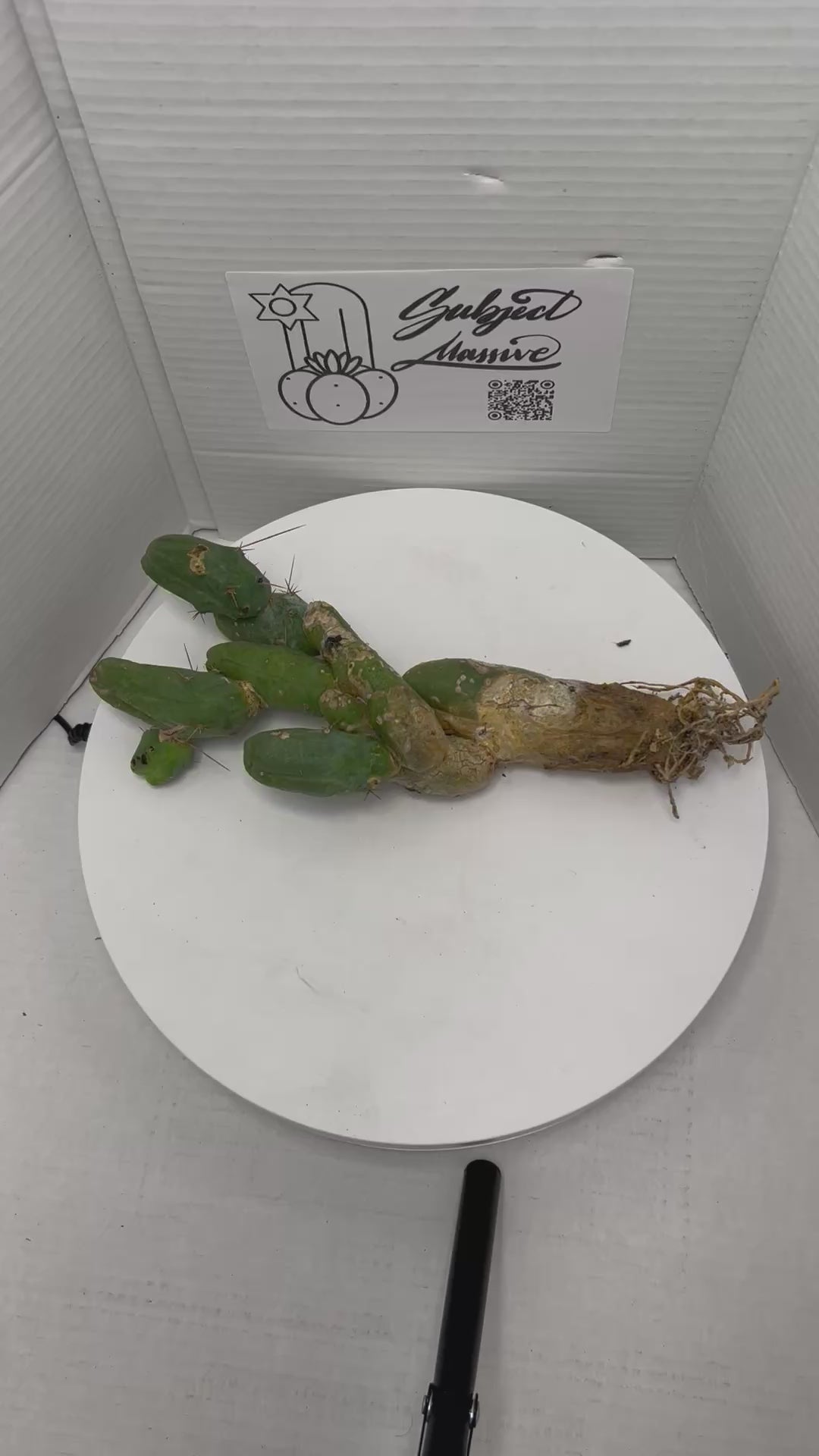 Trichocereus Bridgesii Monstrose (TBM Short Form) 10 nodes- Rooted Pla ...